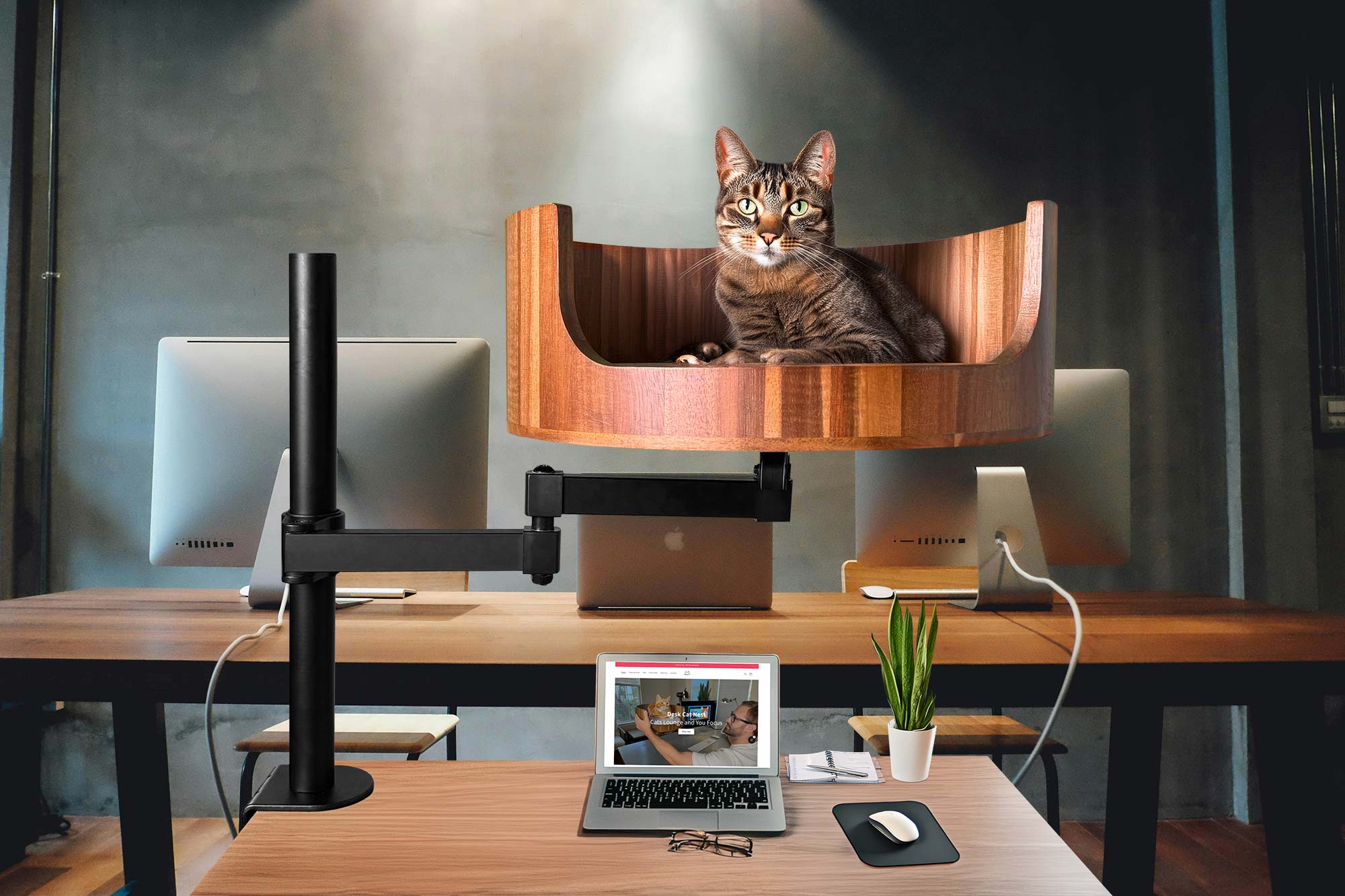 Ed Sheeran Looks Like My Cat: A Feline Comparison – Desk Cat Nest