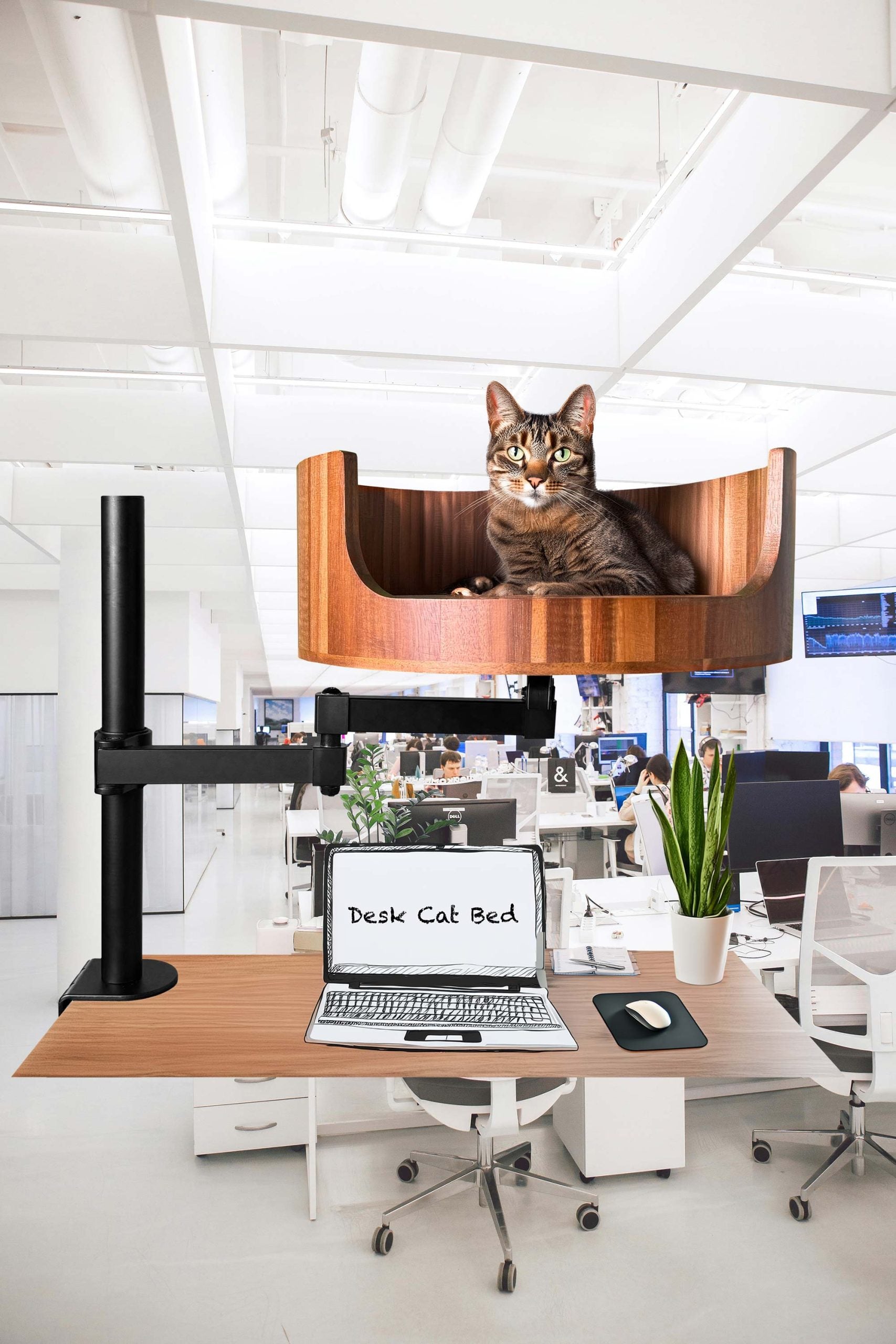 Why Do Cats Drool When Purring: Understanding the Behavior – Desk Cat Nest