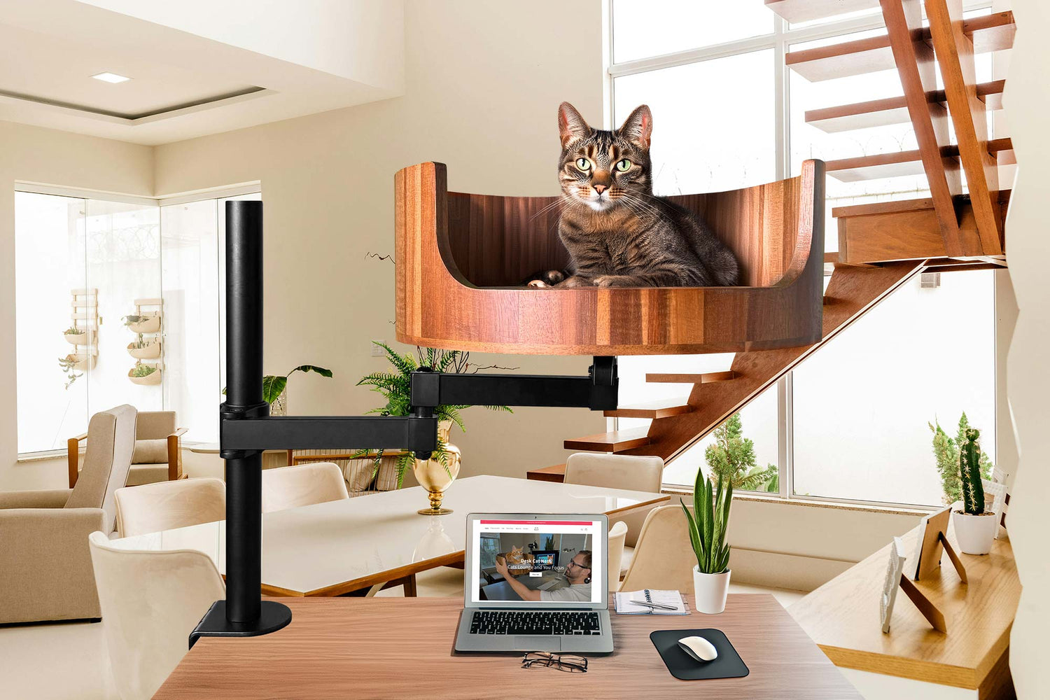 Why is my cat sneezing: Common Causes and Solutions – Desk Cat Nest